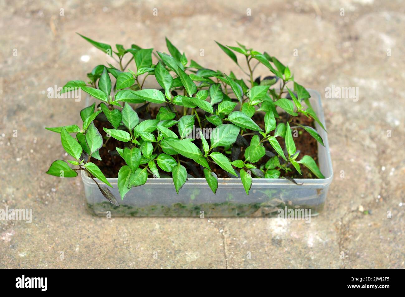 Seedlings of purple chili plants in plastic containers Stock Photo - Alamy