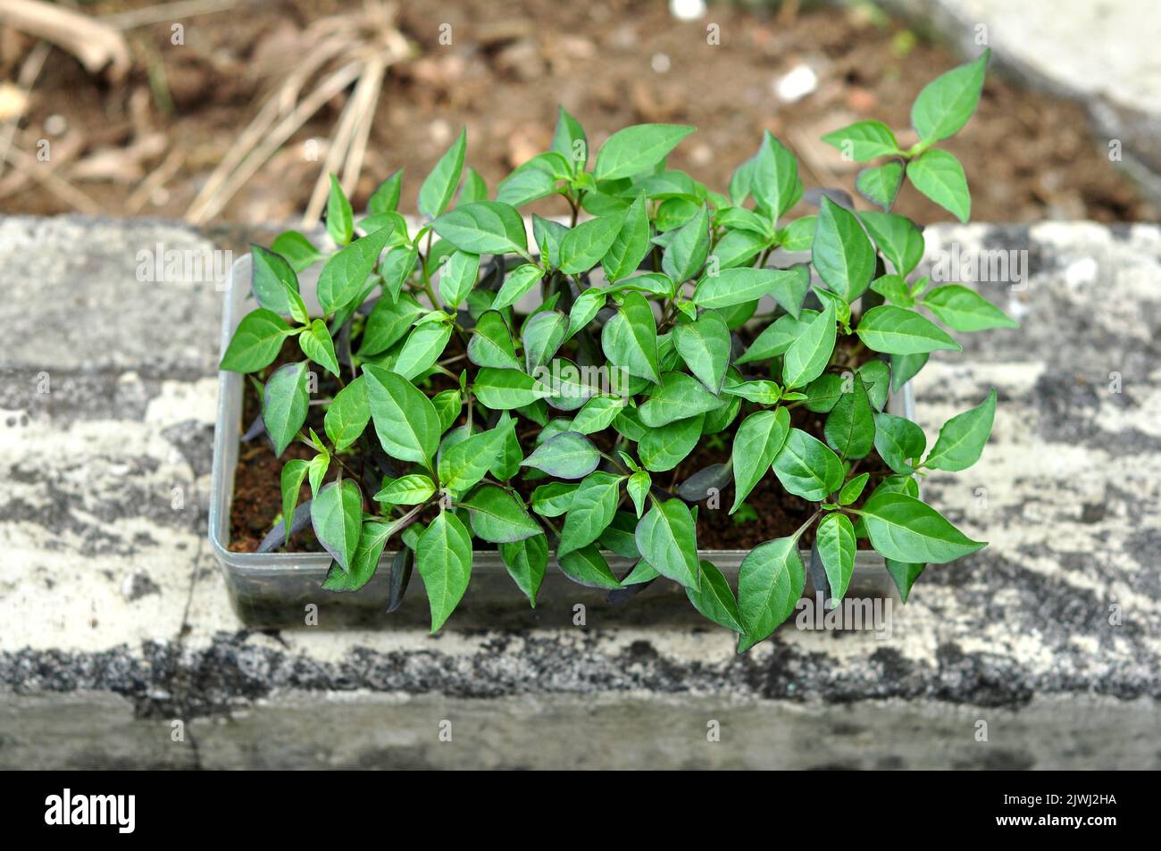 Seedlings of purple chili plants in plastic containers Stock Photo - Alamy