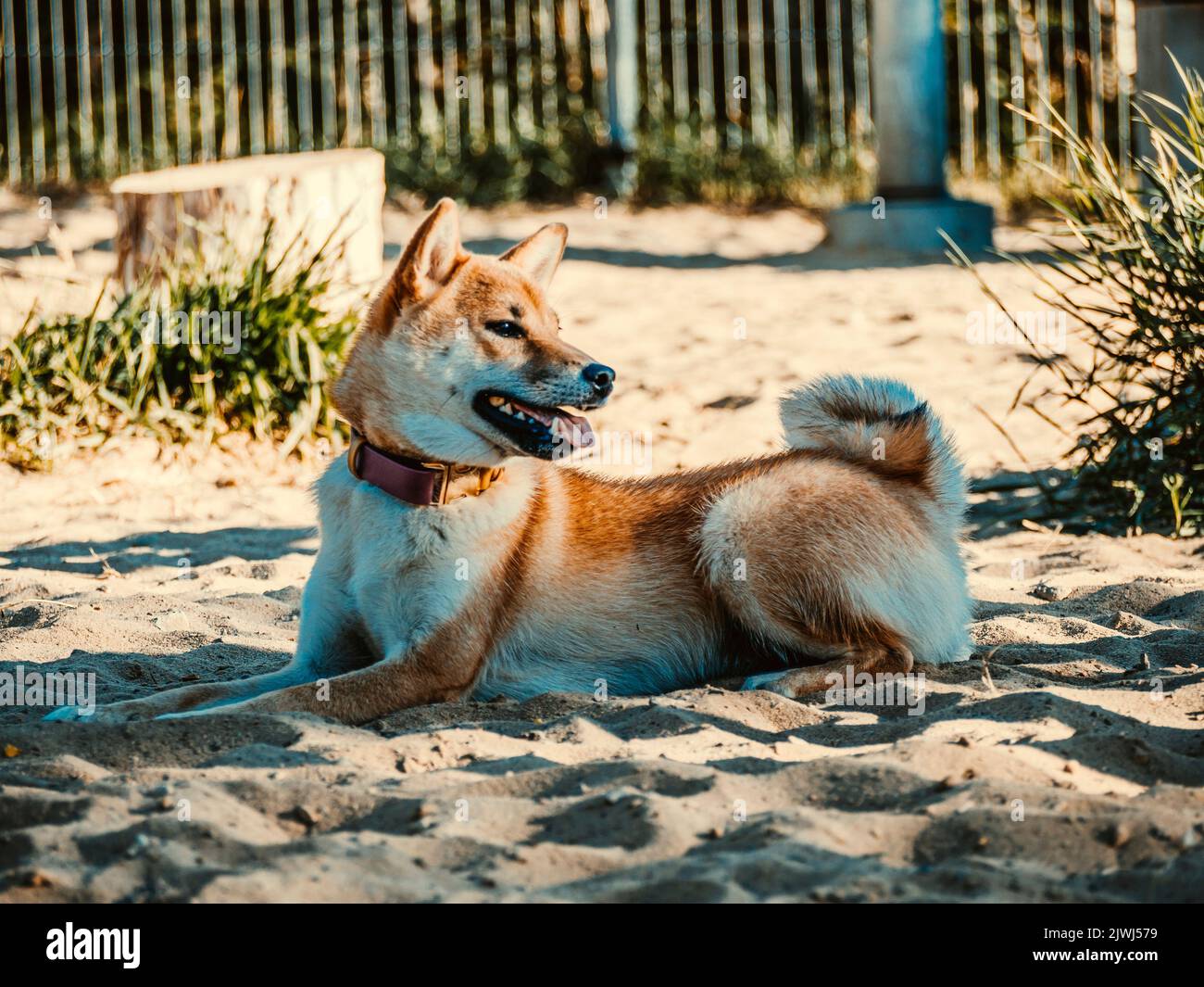 Shiba Inu plays on the dog playground in the park. Cute dog of shiba ...