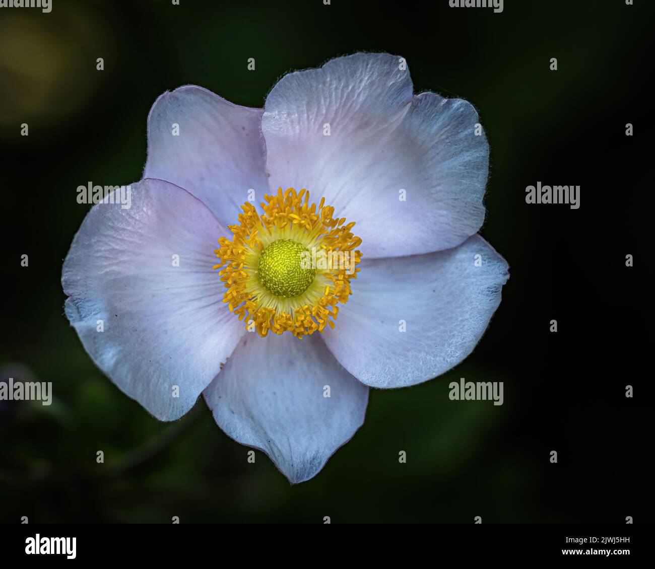 Grape leaved anemone hi-res stock photography and images - Alamy