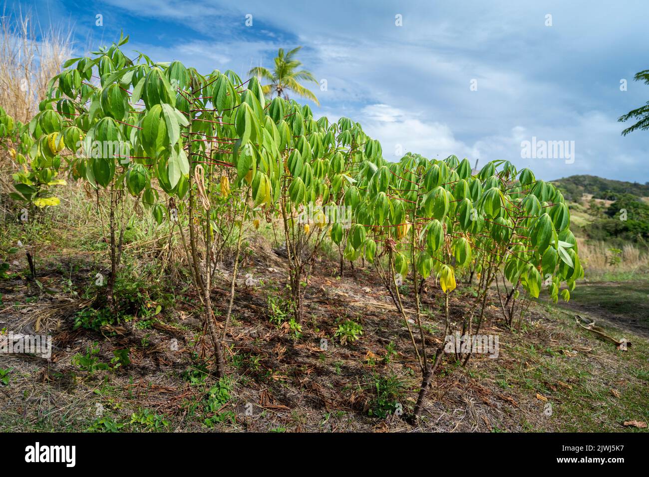 Small family plot of Cassava plants on hillside, Yasawa Islands, Fiji ...