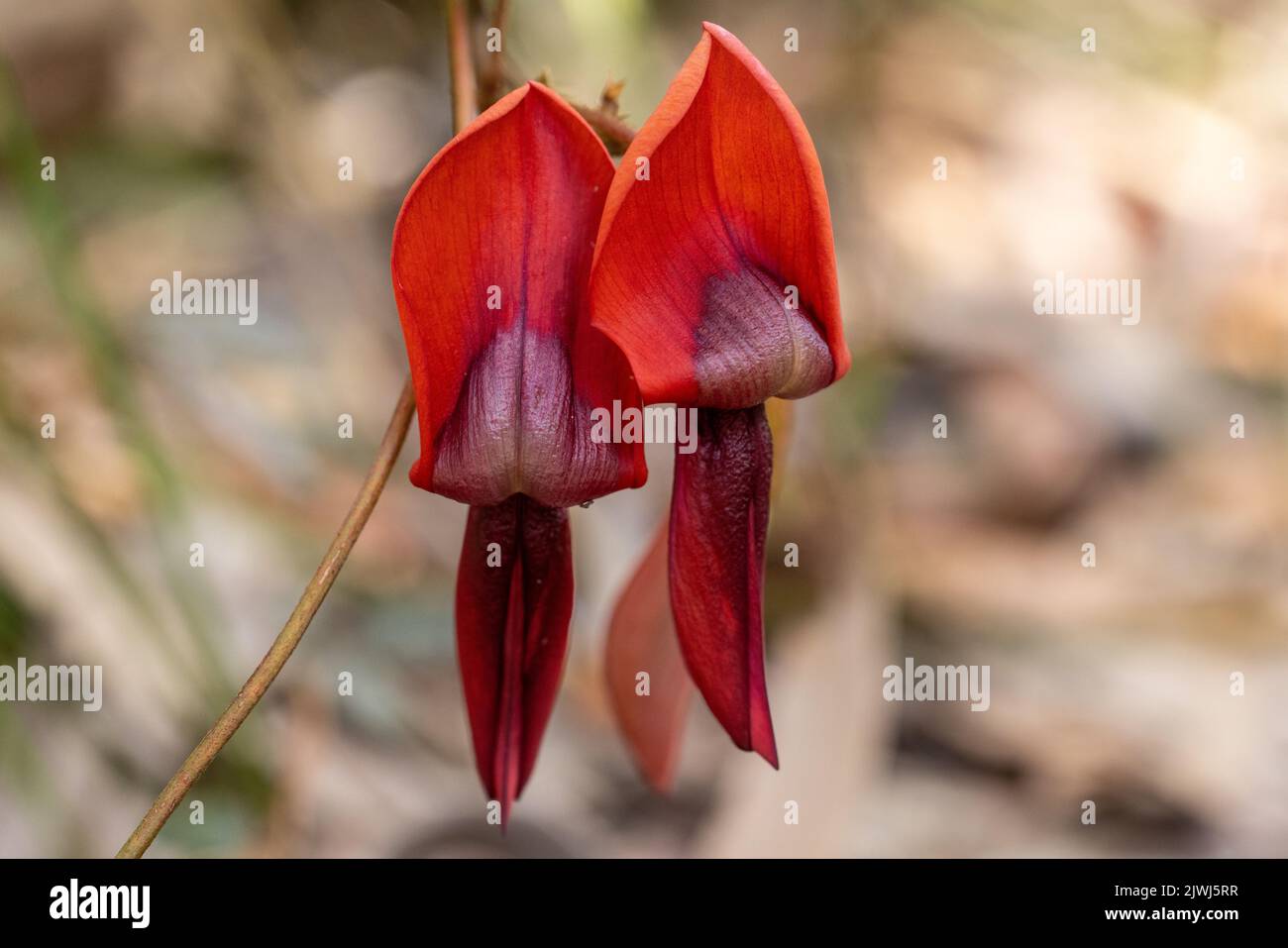 Australian Native Dusky Coral Pea Stock Photo - Alamy