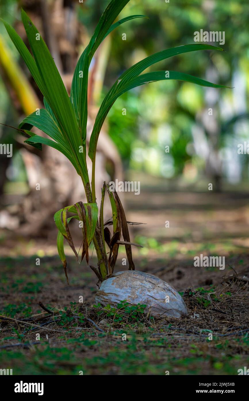Coconut palm sprouting from seed, Yasawa Island, Fiji Stock Photo - Alamy