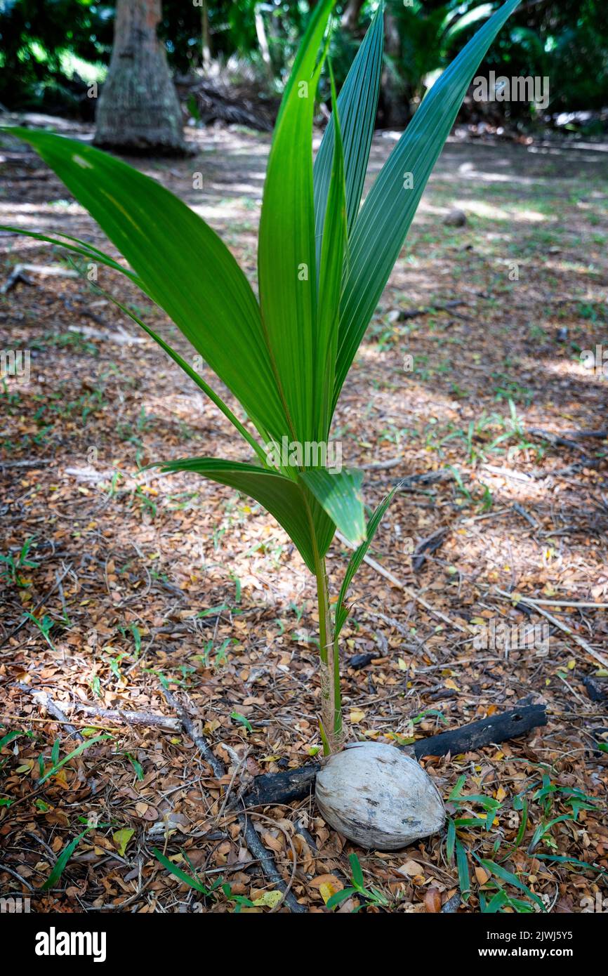 Coconut palm sprouting from seed, Yasawa Island, Fiji Stock Photo - Alamy
