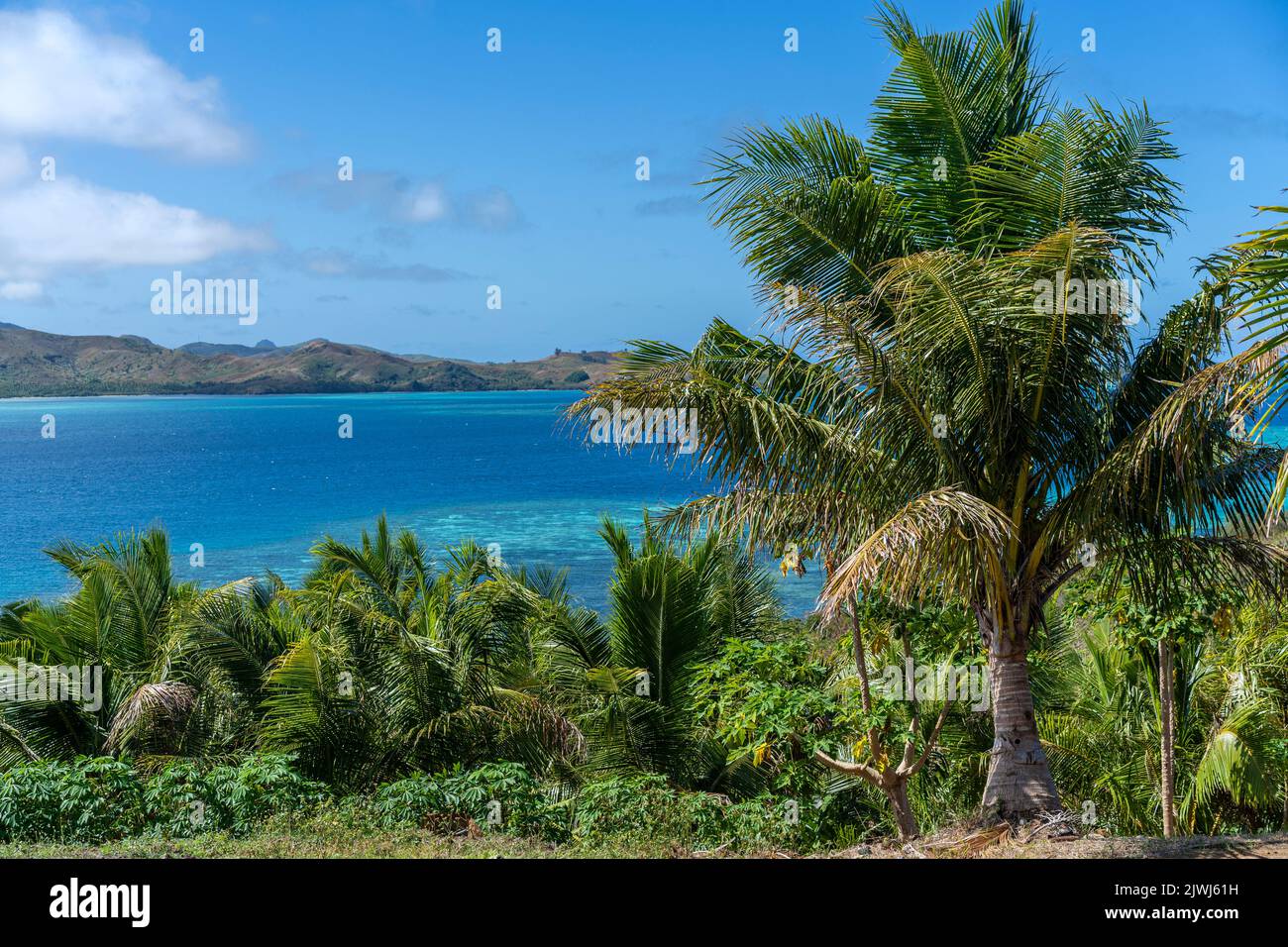 Coconutpalm tree on hillside overlooking blue water and distant island ...