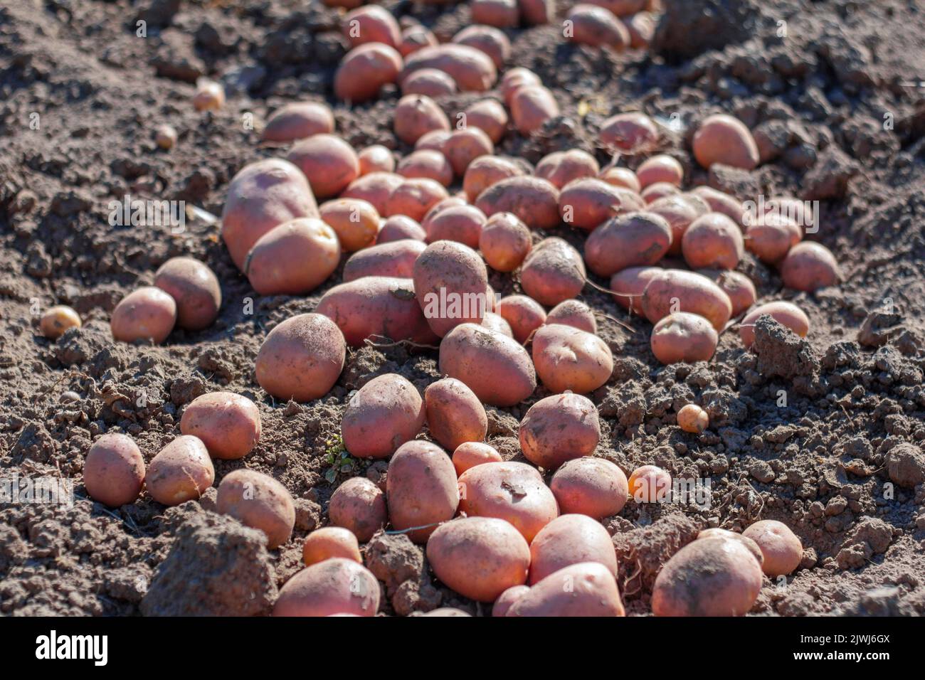 Fresh organic potatoes in the field, harvesting potatoes Stock Photo ...
