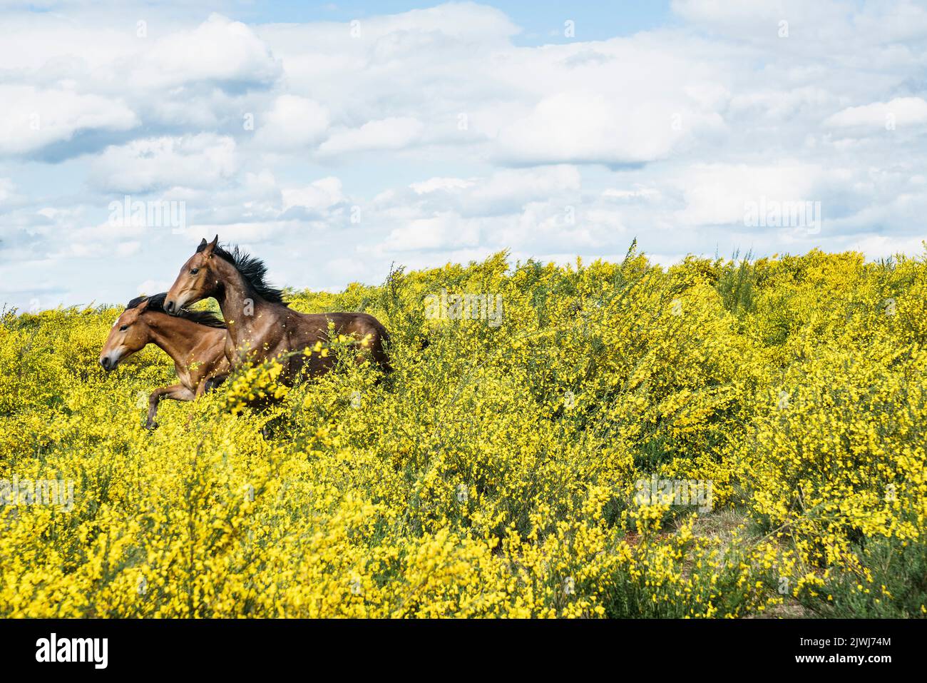 Running horses crop field hi-res stock photography and images - Alamy