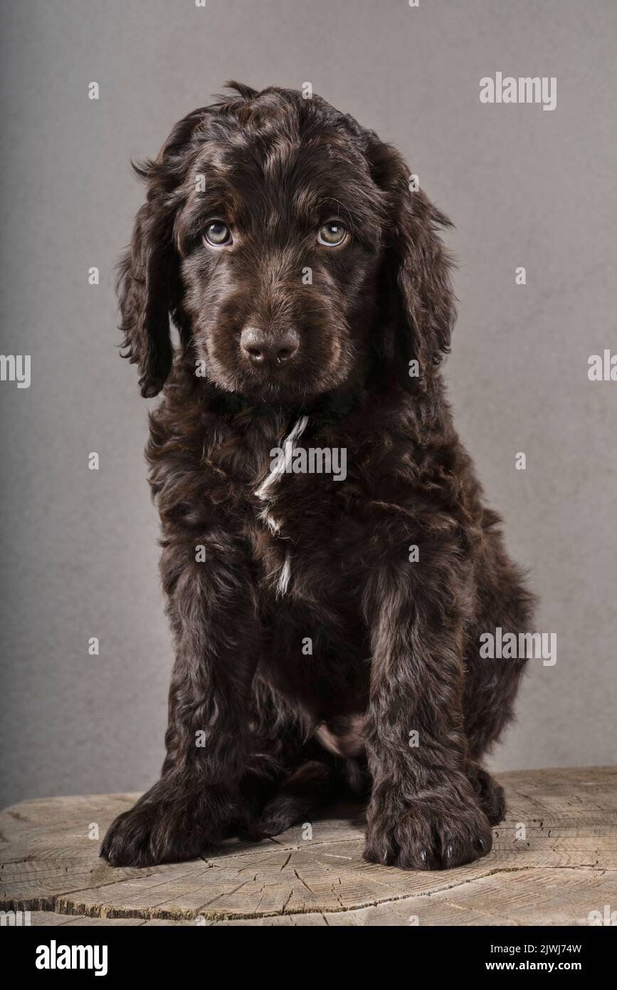 Studio portrait cute brown Cockapoo puppy with wavy hair Stock Photo ...