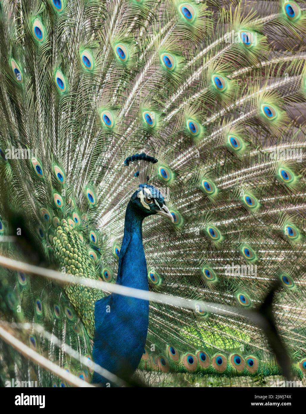 Peacocks Mating 0778