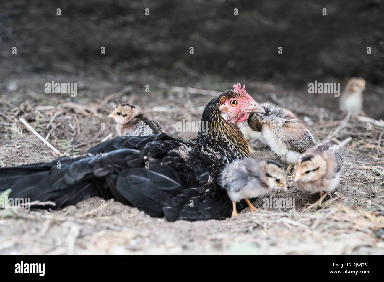Chicken hen laying with chicks Stock Photo - Alamy