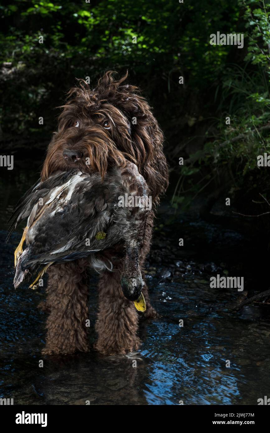 Cockapoo dog with bird in mouth wading in river Stock Photo - Alamy