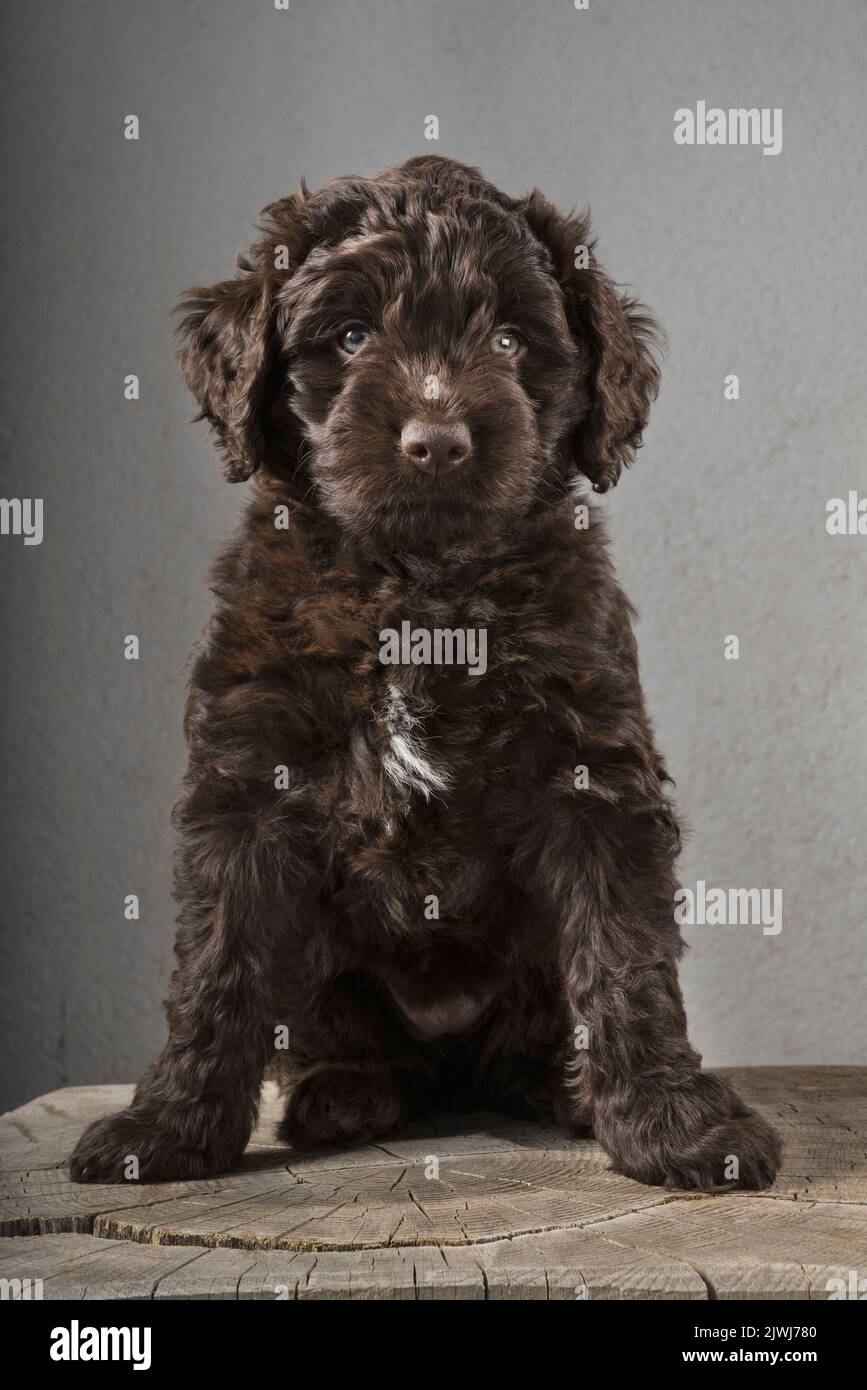 Studio portrait cute brown Cockapoo on wood stump Stock Photo - Alamy