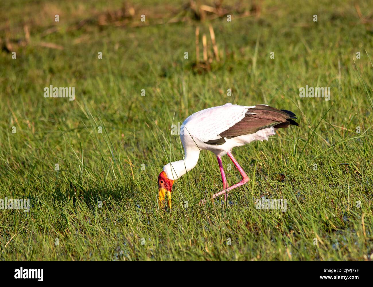A yellow-billed stork forages for frogs and fish in a wetland in the ...