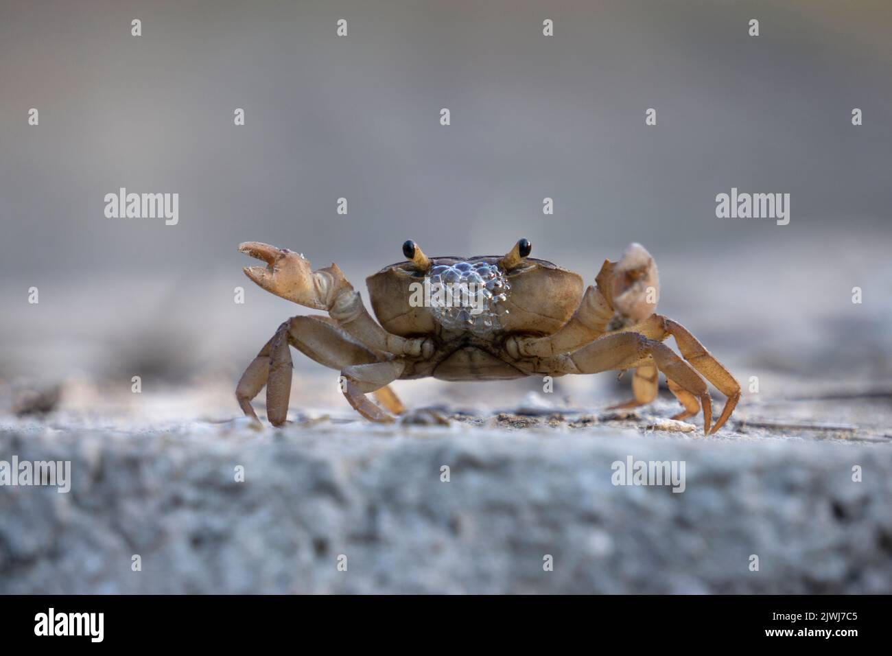 Freshwater crab species, Satara, Maharashtra, India Stock Photo - Alamy