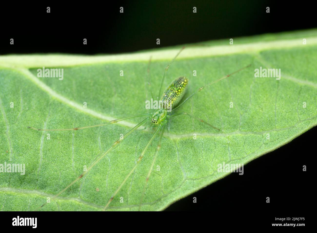 Ornamental green garden spider, Satara, Maharashtra, India Stock Photo ...
