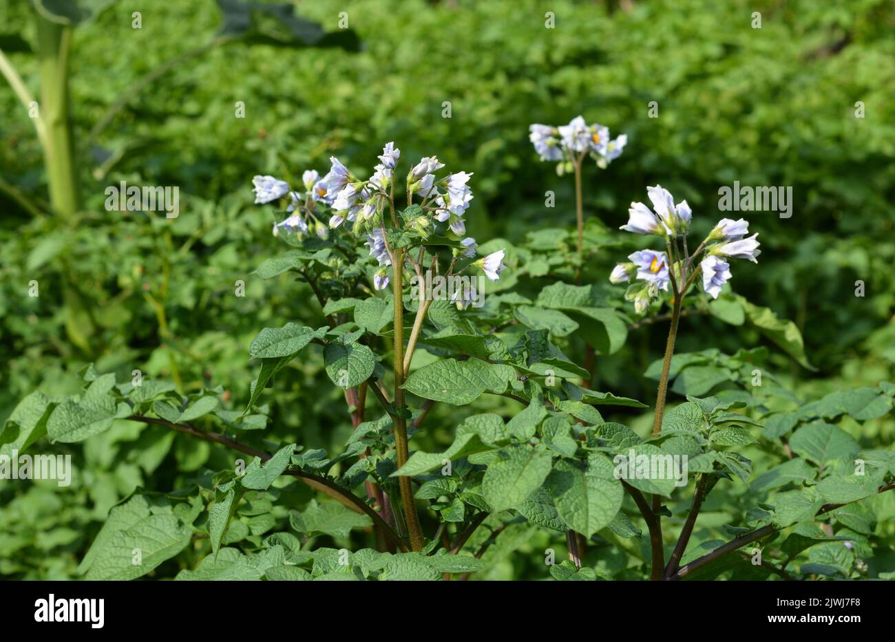 A flowering potato plant while growing potatoes. White blooms, flowers ...