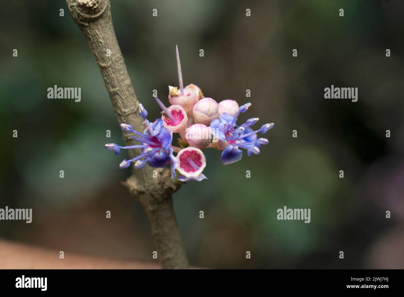 Violet flowers of Kaas Plateau, Unidentified , Satara, Maharashtra ...