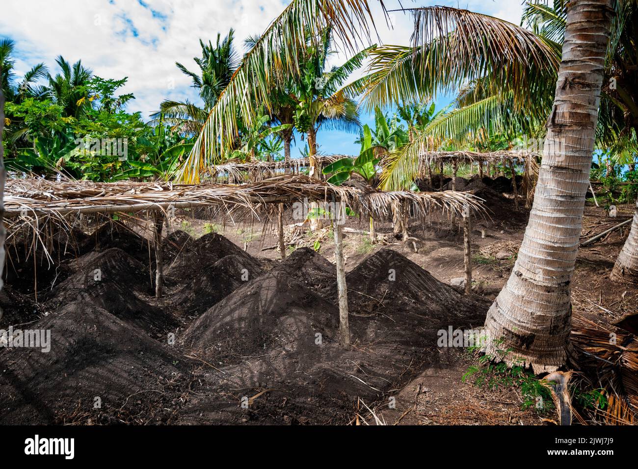Mounds of earth prepared for planting of yams, Yasawa Islands, Fiji ...
