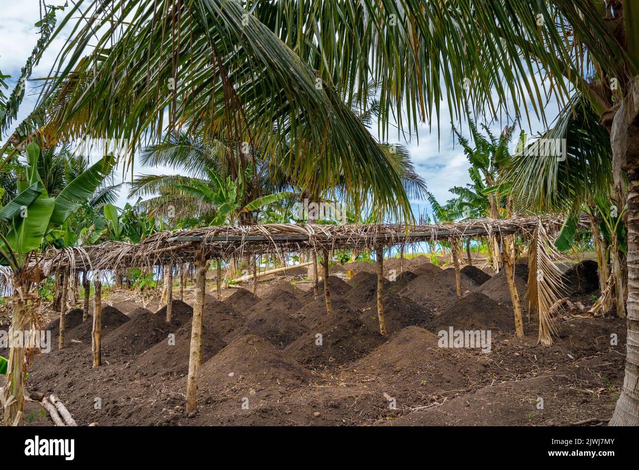 Mounds of earth prepared for planting of yams, Yasawa Islands, Fiji ...