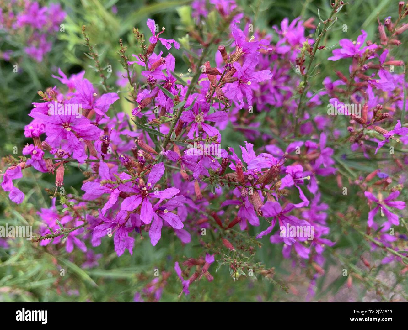 Lythrum salicaria swirl hi-res stock photography and images - Alamy