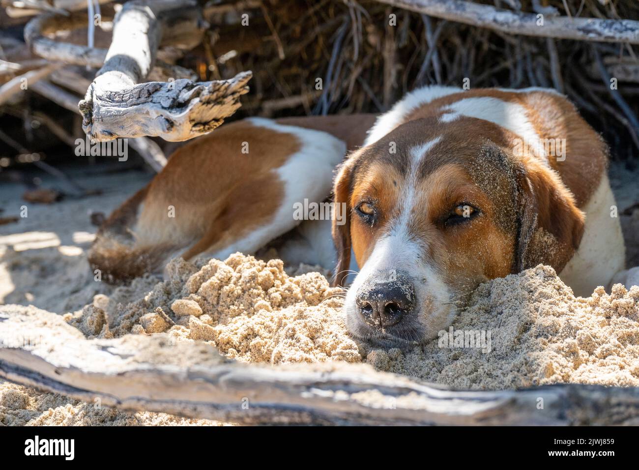 Lai dog hi-res stock photography and images - Alamy