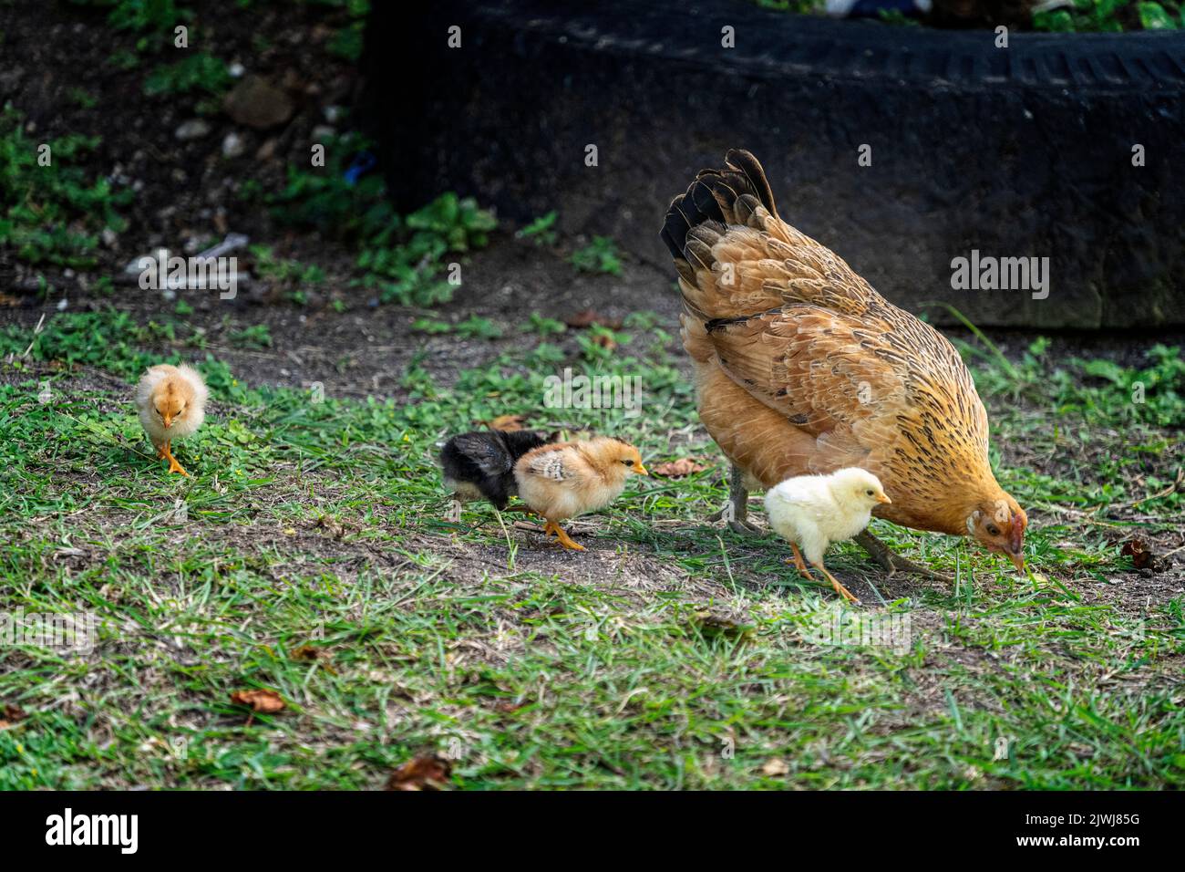 Domestic chicken and her brood of chicks roam through village in Yasawa ...