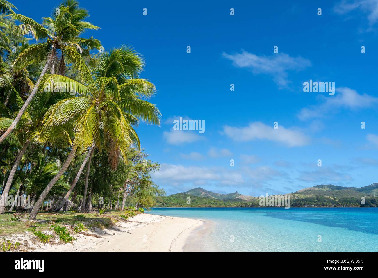 Palm trees lining sandy white beach at Blue Lagoon, Nanuya Island ...