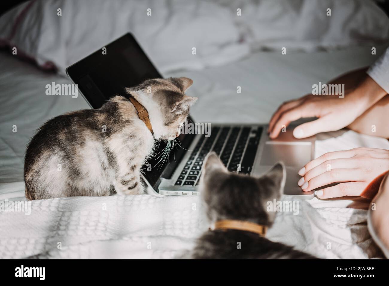 Girl student cat desk hi-res stock photography and images - Alamy