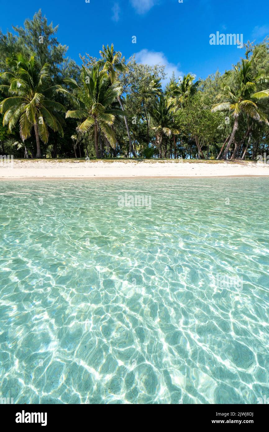 Palm trees lining sandy white beach at Blue Lagoon, Nanuya Island ...