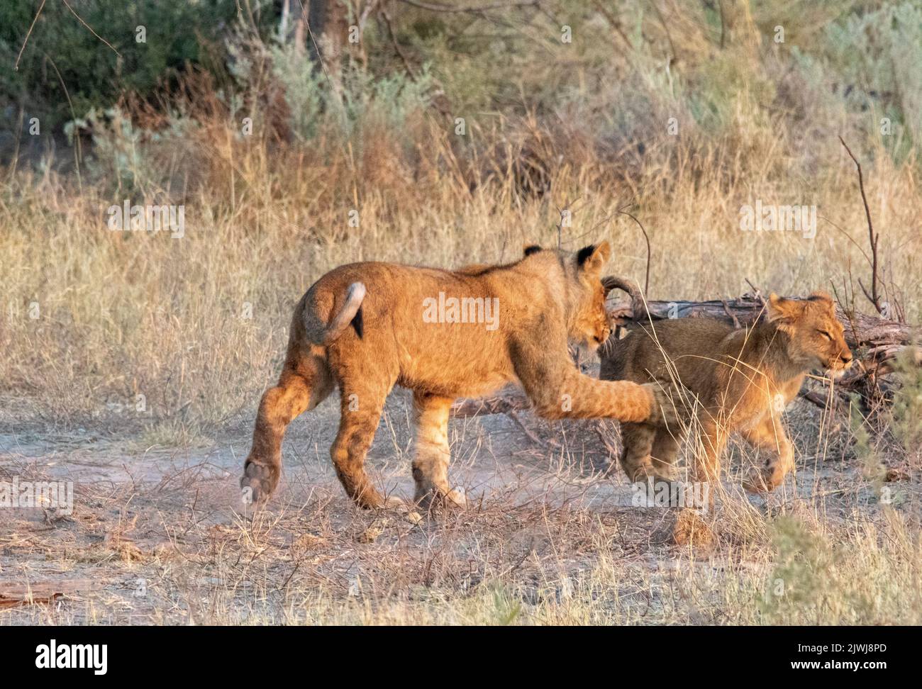 Lion cubs hunting hi-res stock photography and images - Alamy