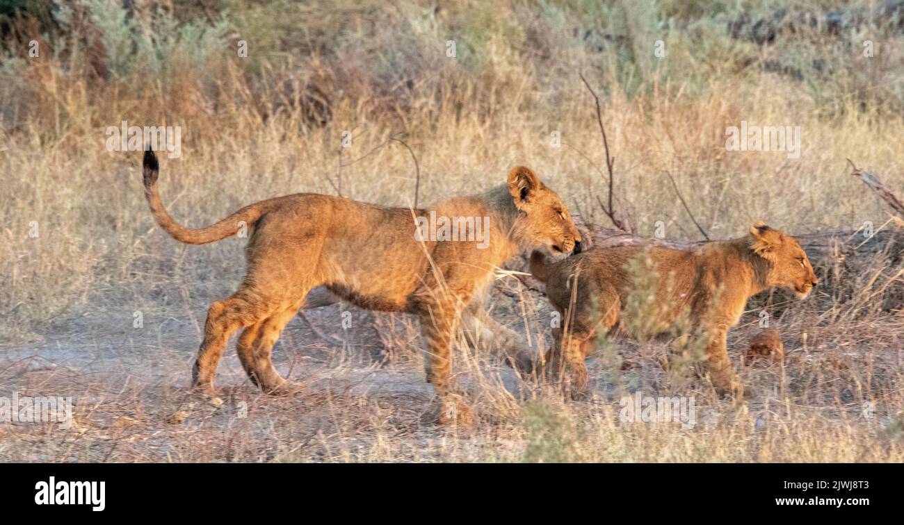 Lion cubs hunting hi-res stock photography and images - Alamy