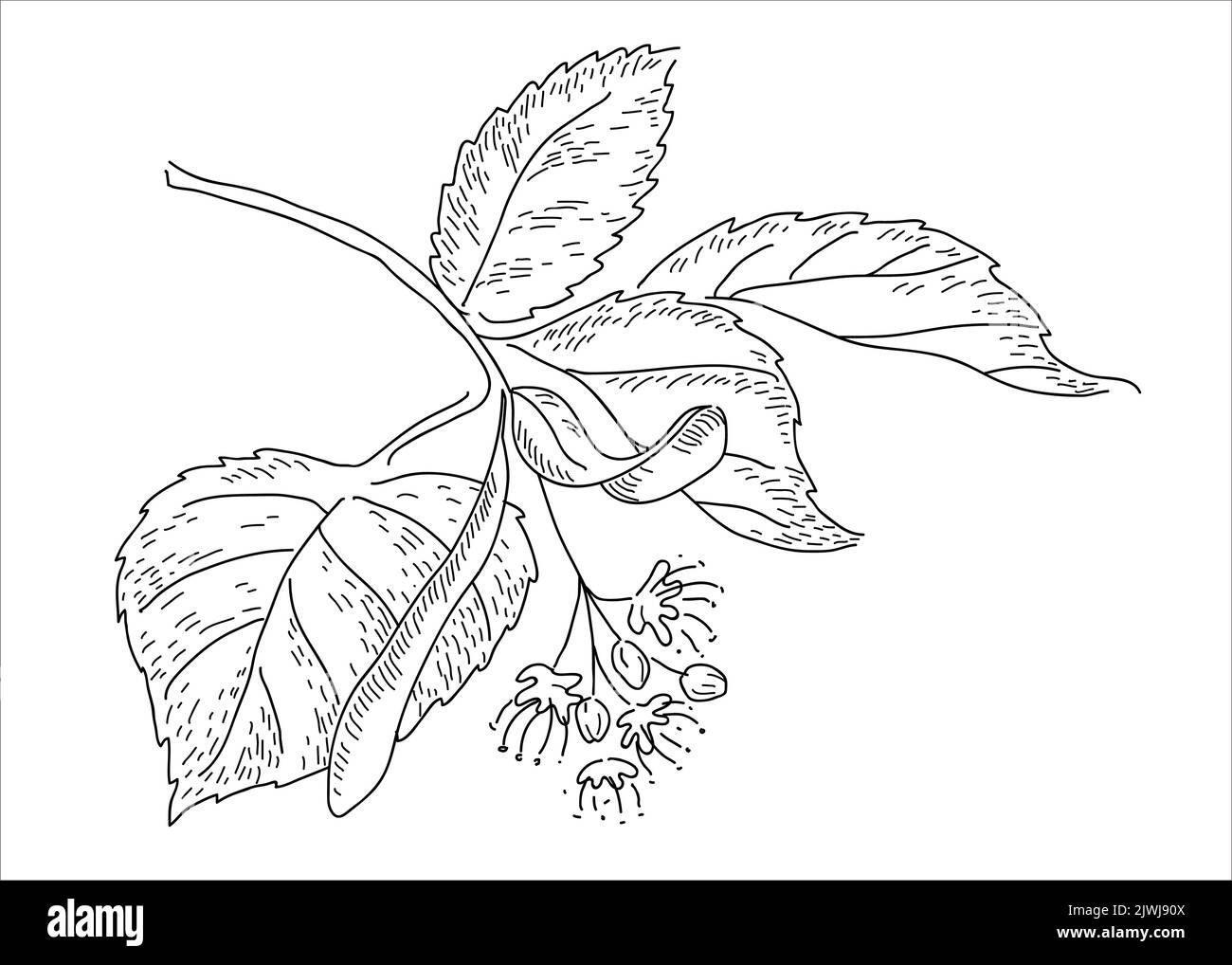 Linden leaf in the doodle style. Hand-drawn autumn silhouette ...