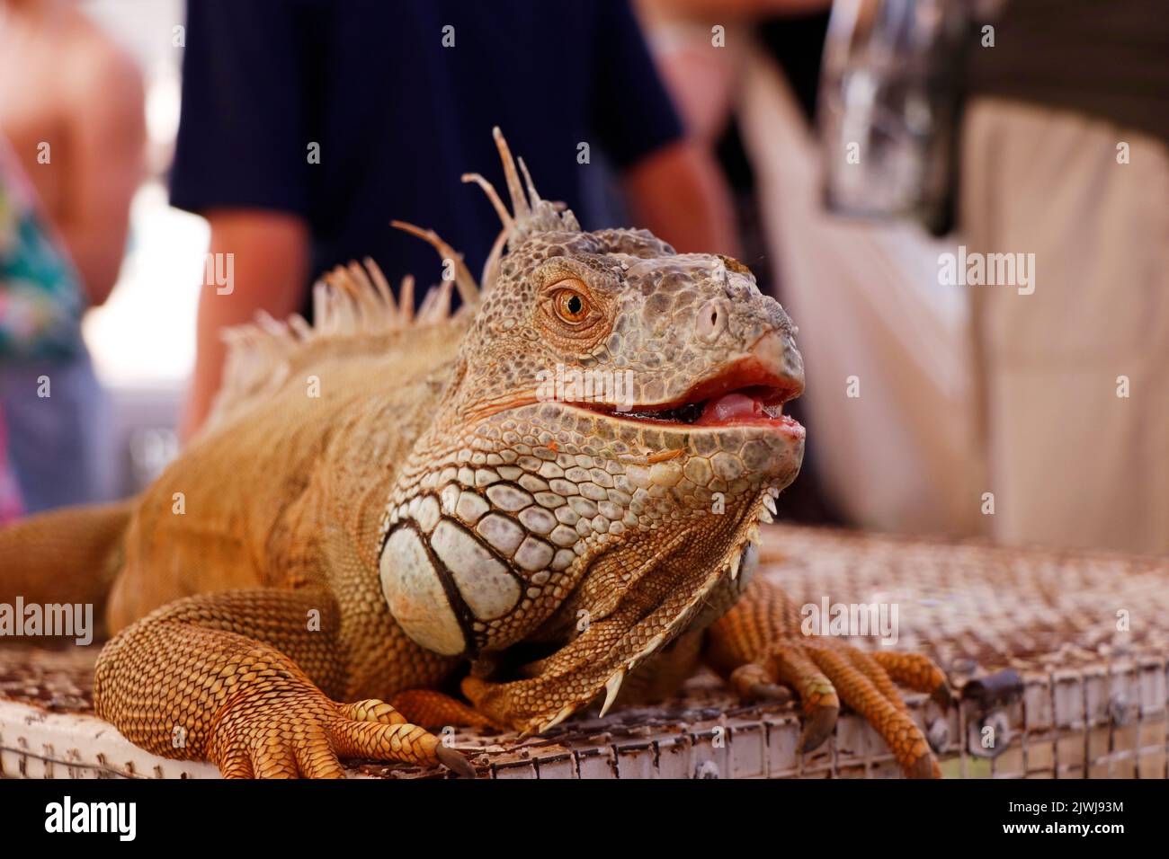 Iguana is a genus of herbivorous lizards that are native to tropical ...
