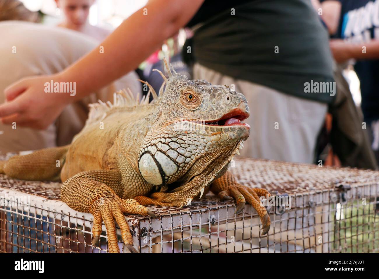 Iguana is a genus of herbivorous lizards that are native to tropical ...