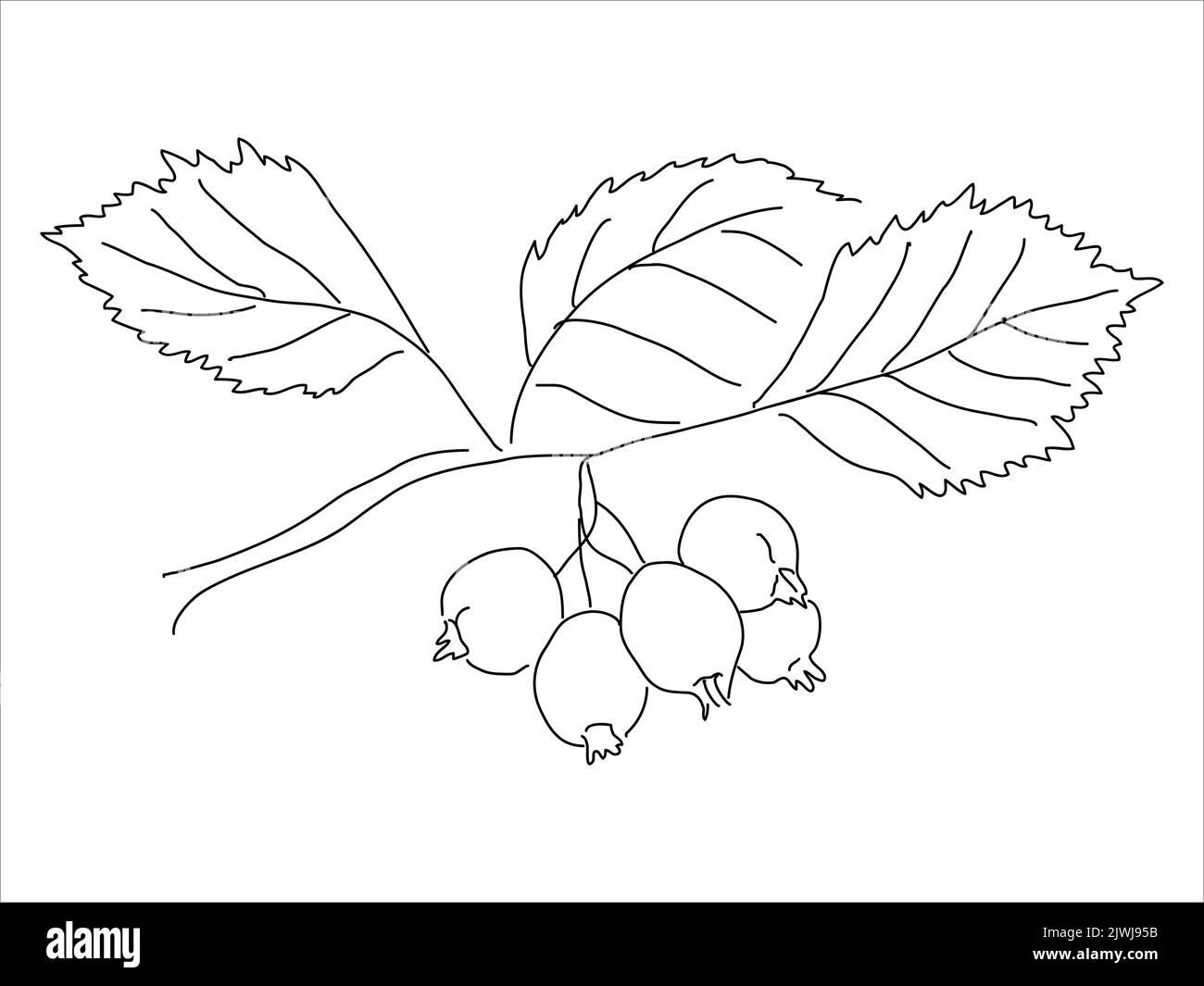 Black currant in the doodle style. Hand-drawn silhouette with a berry ...