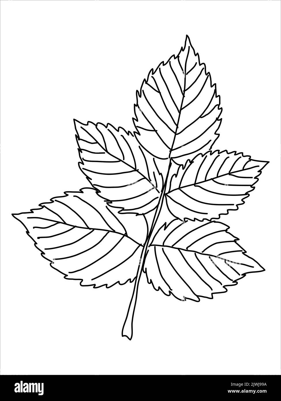 Raspberry leaf in the doodle style. Hand-drawn silhouette. Botanical ...
