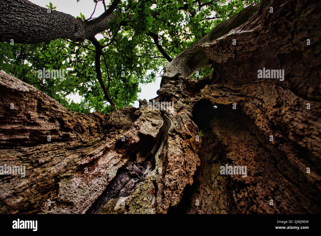 A low angle of an old dead tree in a forest Stock Photo - Alamy