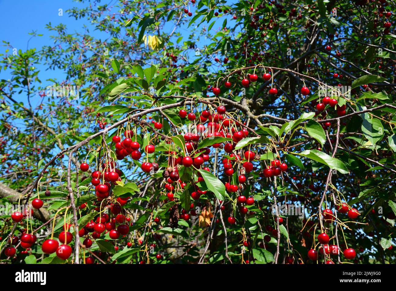 Growing and harvesting cherries. A cherry tree with a lot of red cherry ...