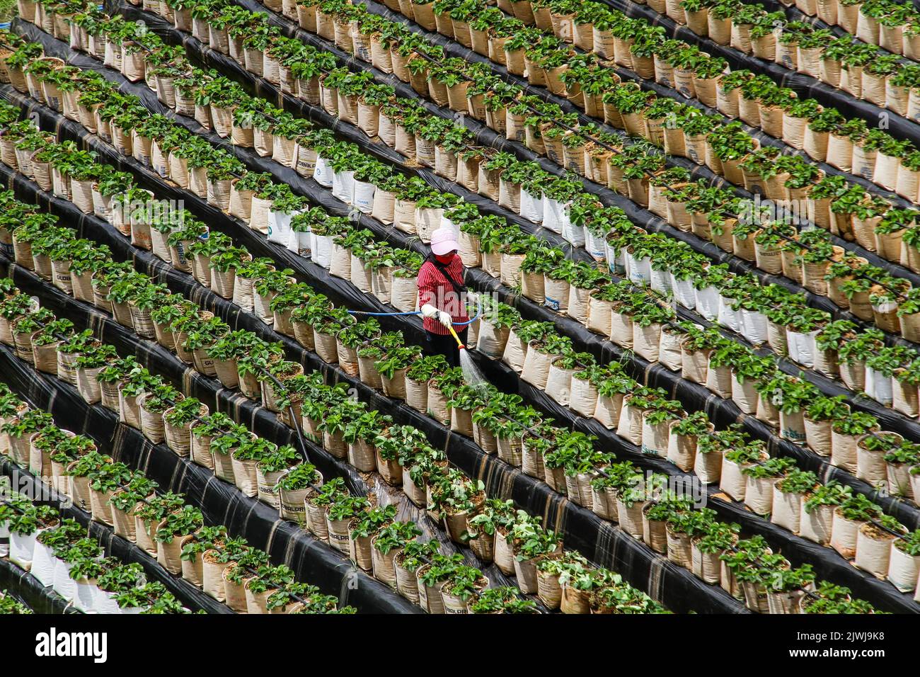 Lembang, West Java, Indonesia. 6th Sep, 2022. A worker watering ...