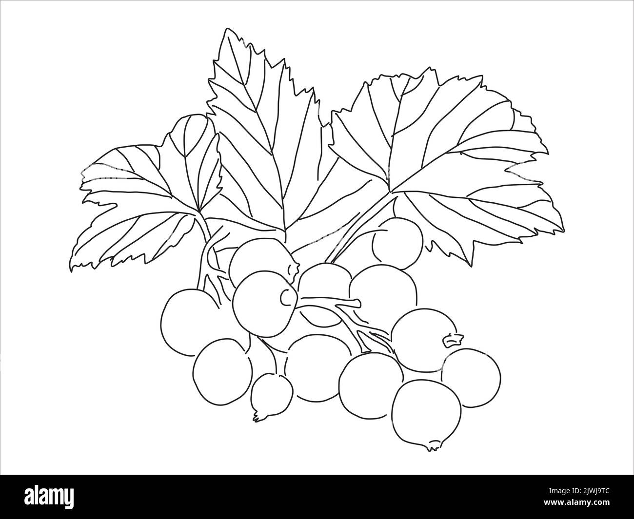 Black currant in the doodle style. Hand-drawn silhouette with a berry ...