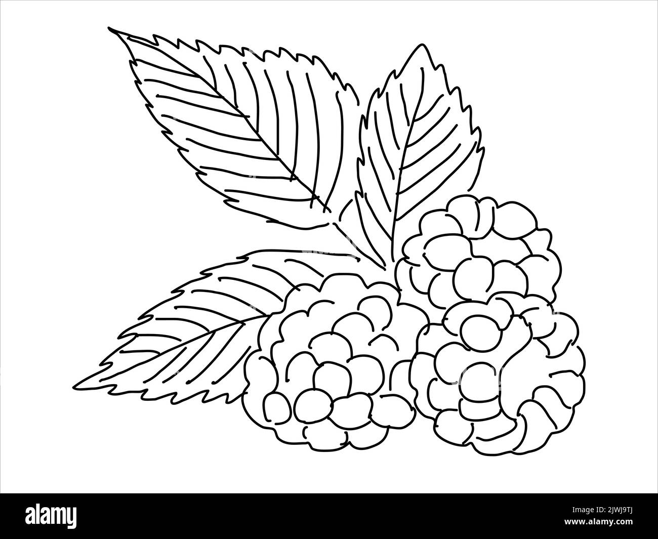 Raspberry leaf in the doodle style. Hand-drawn silhouette. Botanical ...