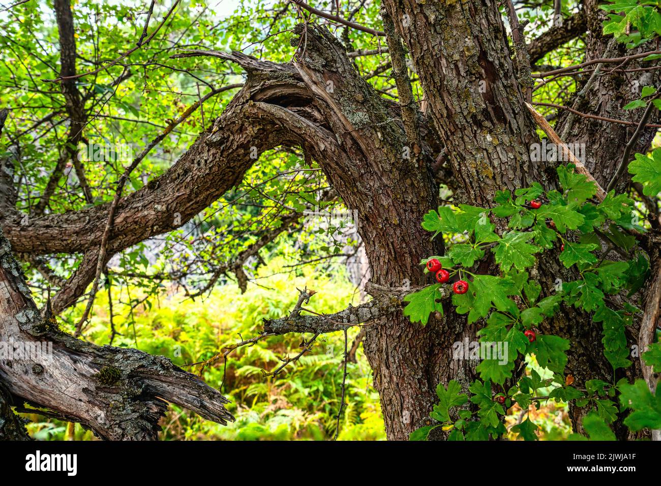 Hawthorn, Crataegus monogyna Jacq., Is a shrub or small twisted and ...