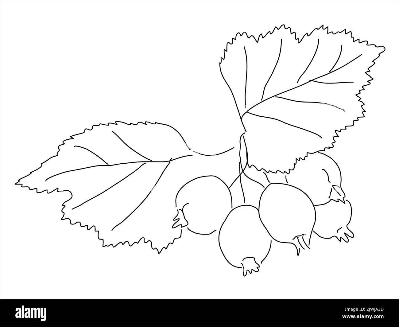Black currant in the doodle style. Hand-drawn silhouette with a berry ...
