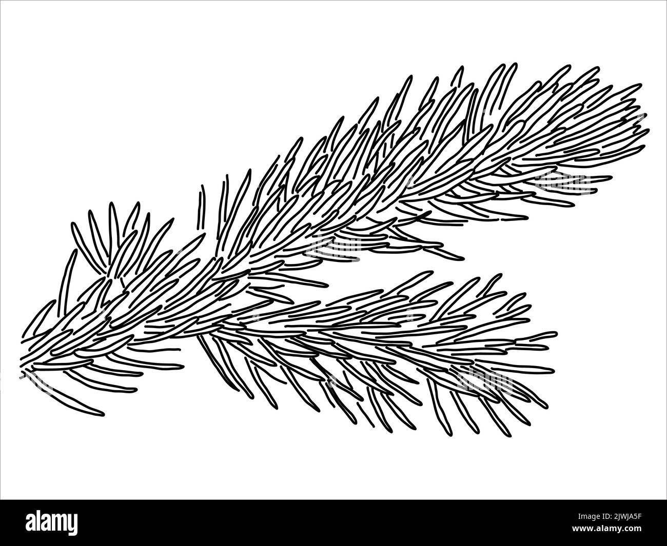 Pine leaf in the doodle style. Hand-drawn silhouette with a fir cone ...