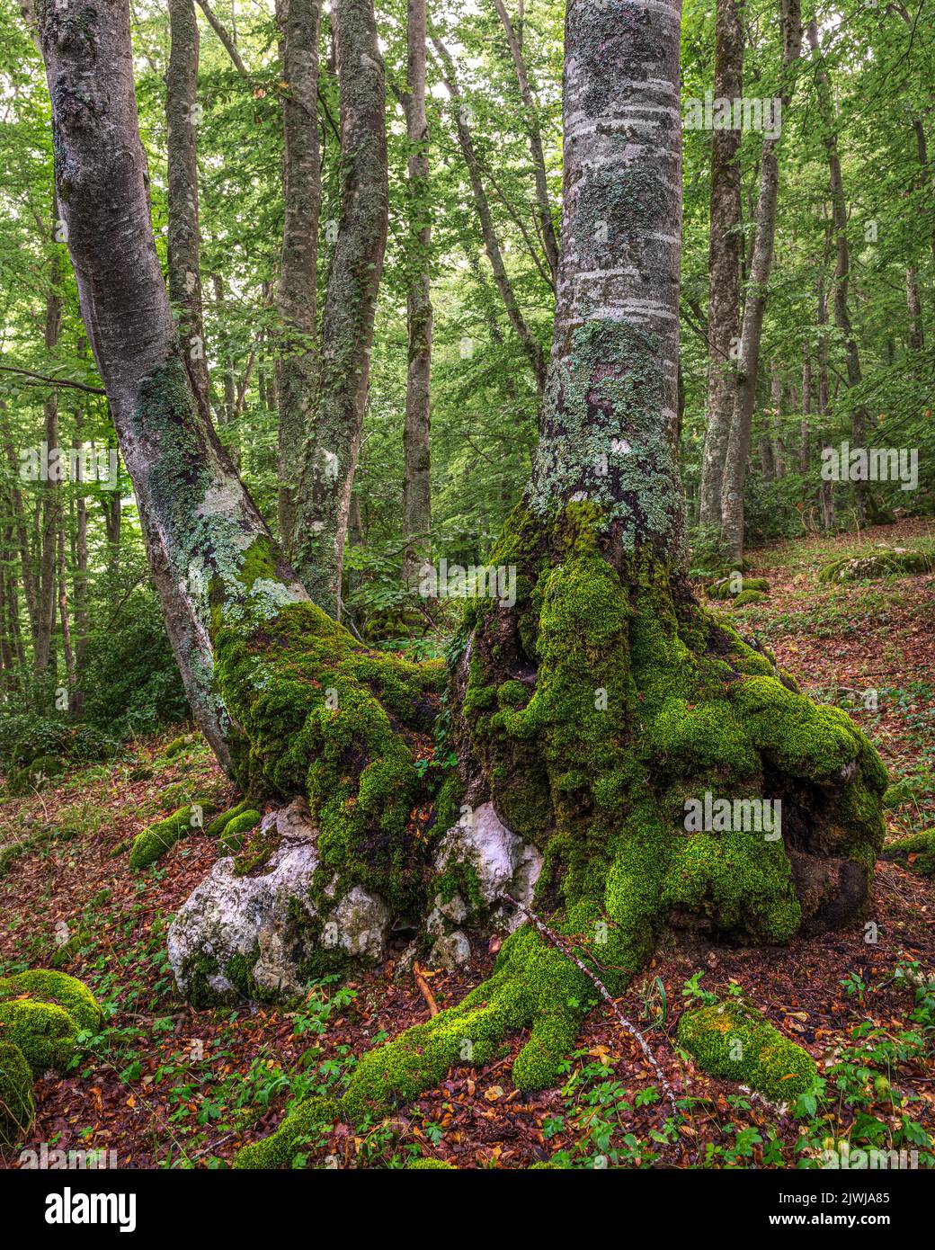 Beech trees with moss and fallen leaves grow among the rocks emerging ...