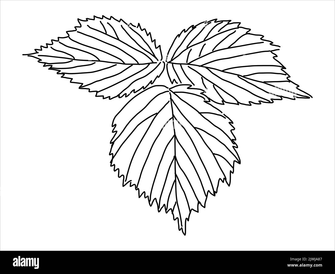 Raspberry leaf in the doodle style. Hand-drawn silhouette. Botanical ...
