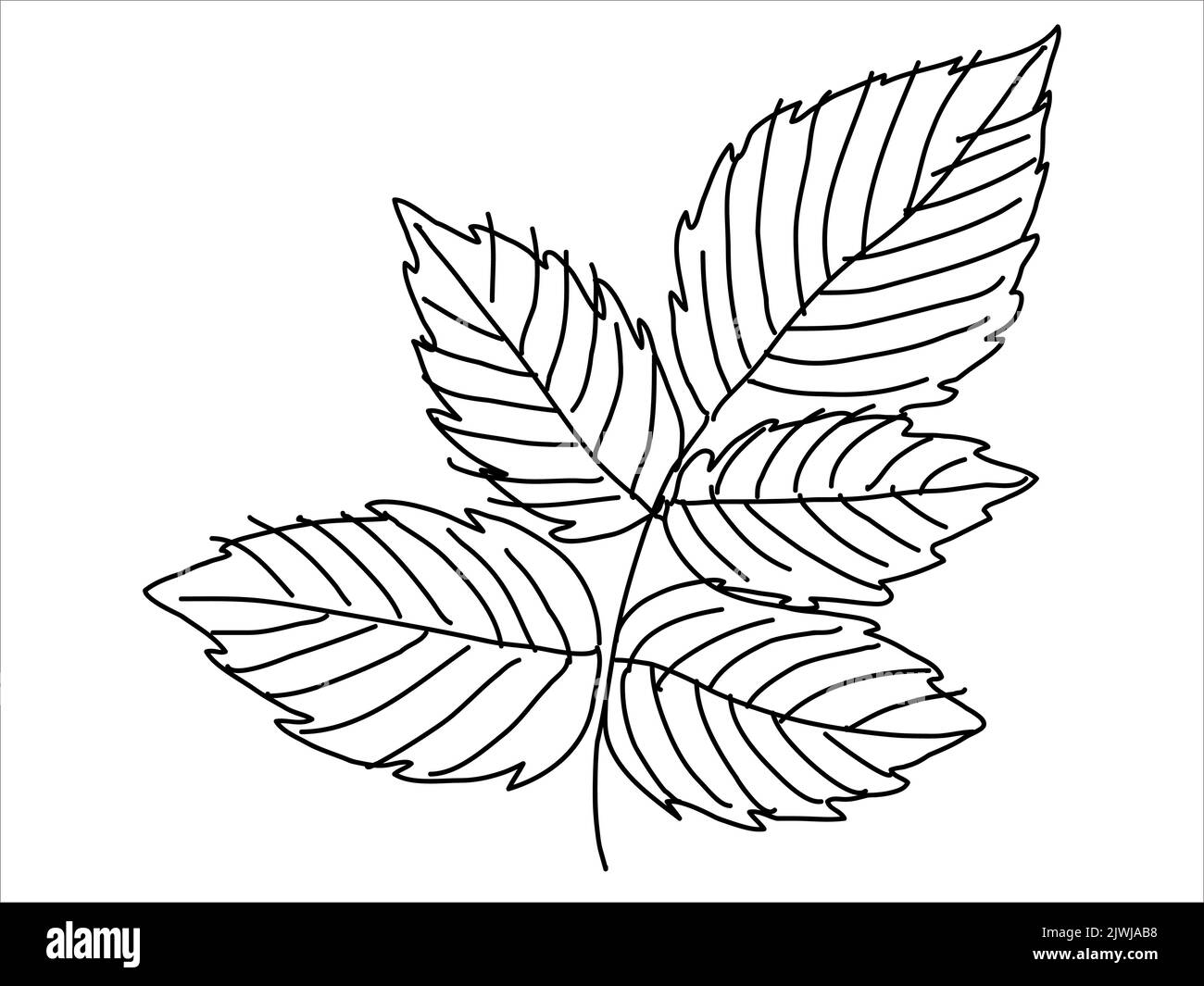 Raspberry leaf in the doodle style. Hand-drawn silhouette. Botanical ...