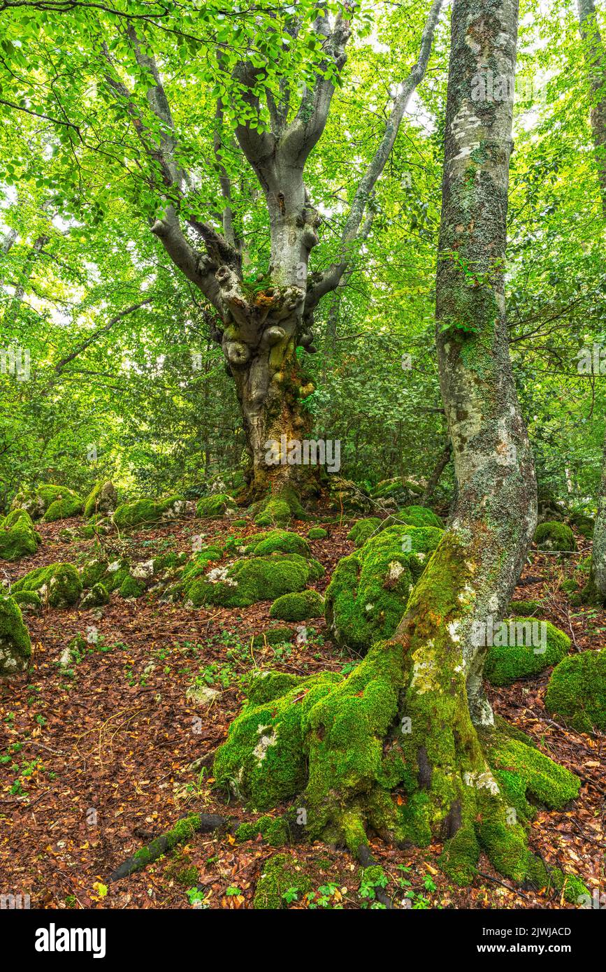 Beech and old maple forest with boulders covered with moss and brown ...