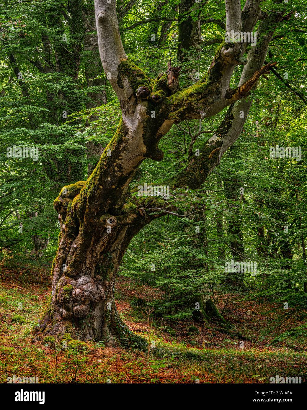 Beech and old maple forest with boulders covered with moss and brown ...