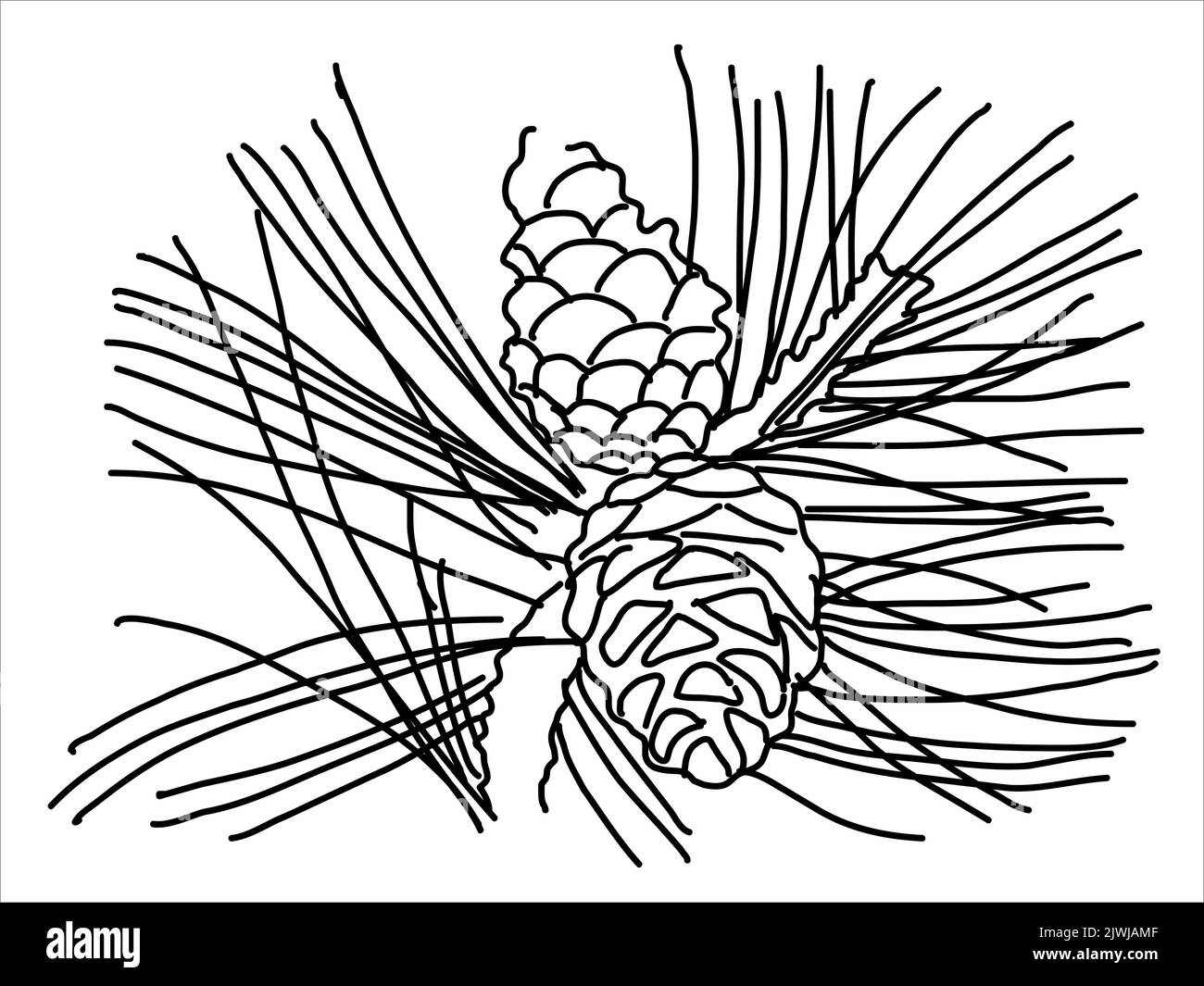 Pine leaf in the doodle style. Hand-drawn silhouette with a fir cone ...